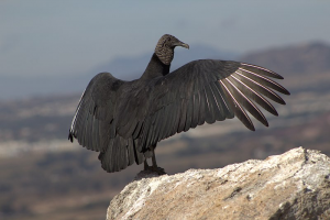 EL GALLINAZO PERUANO | saeeg.org